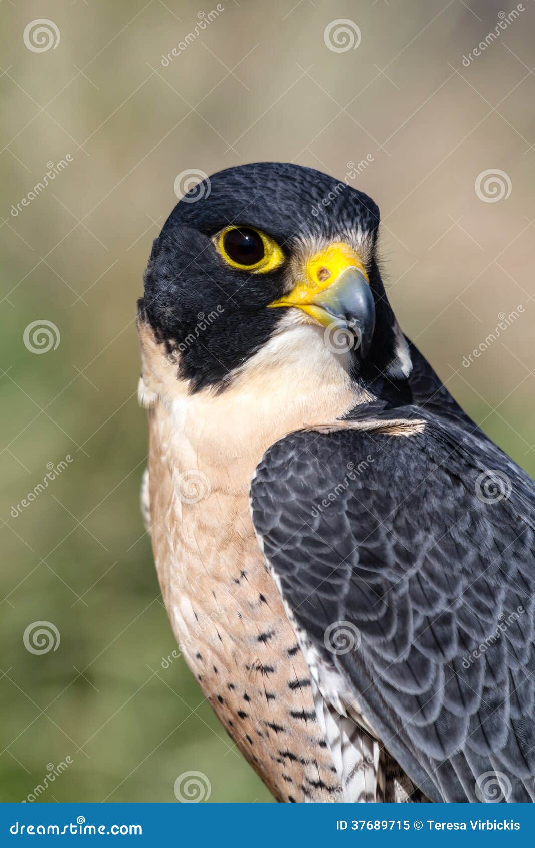 Peregrine Falcon stock image. Image of carnivore, closeup - 37689715