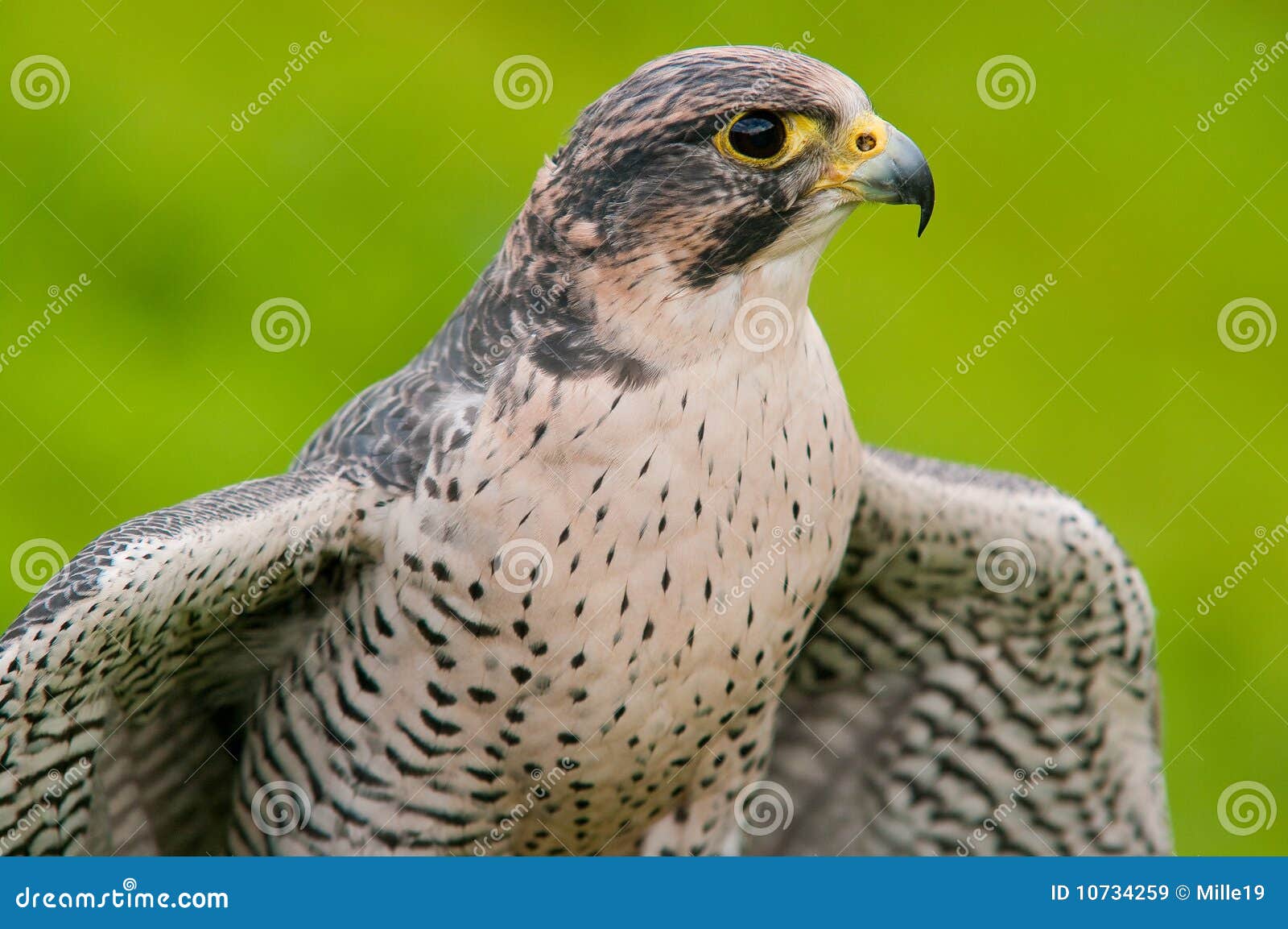 Peregrine Falcon portrait stock image. Image of prey - 10734259