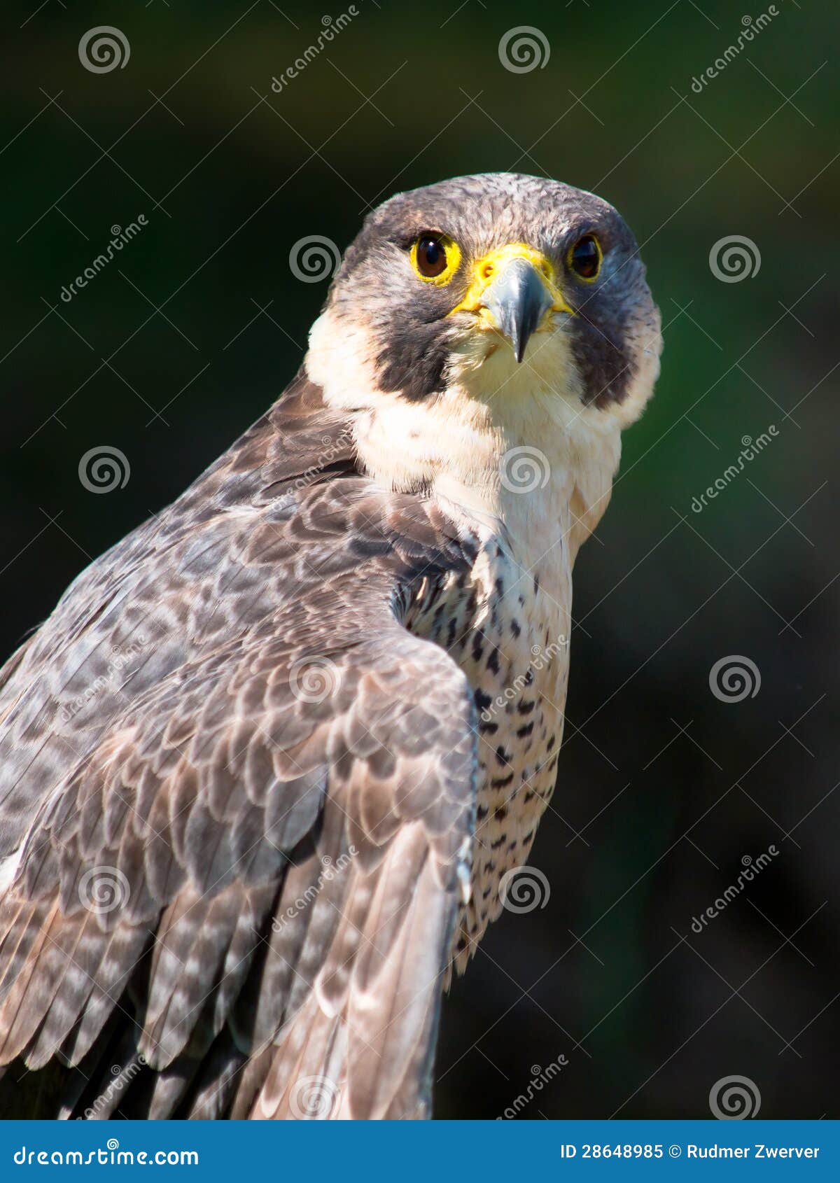 Peregrine Falcon Portrait stock image. Image of raptor - 28648985
