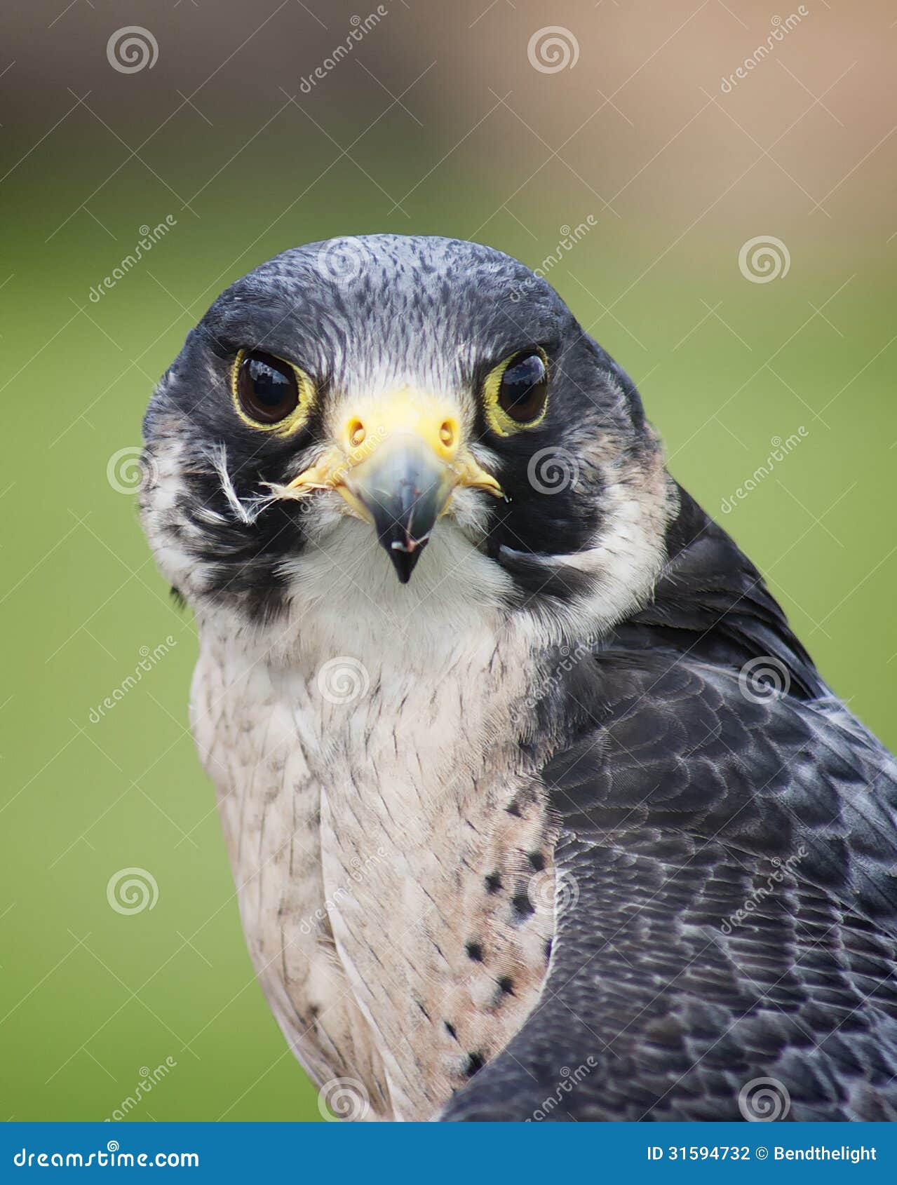 Peregrine Falcon stock photo. Image of feathersbeak, animal - 31594732