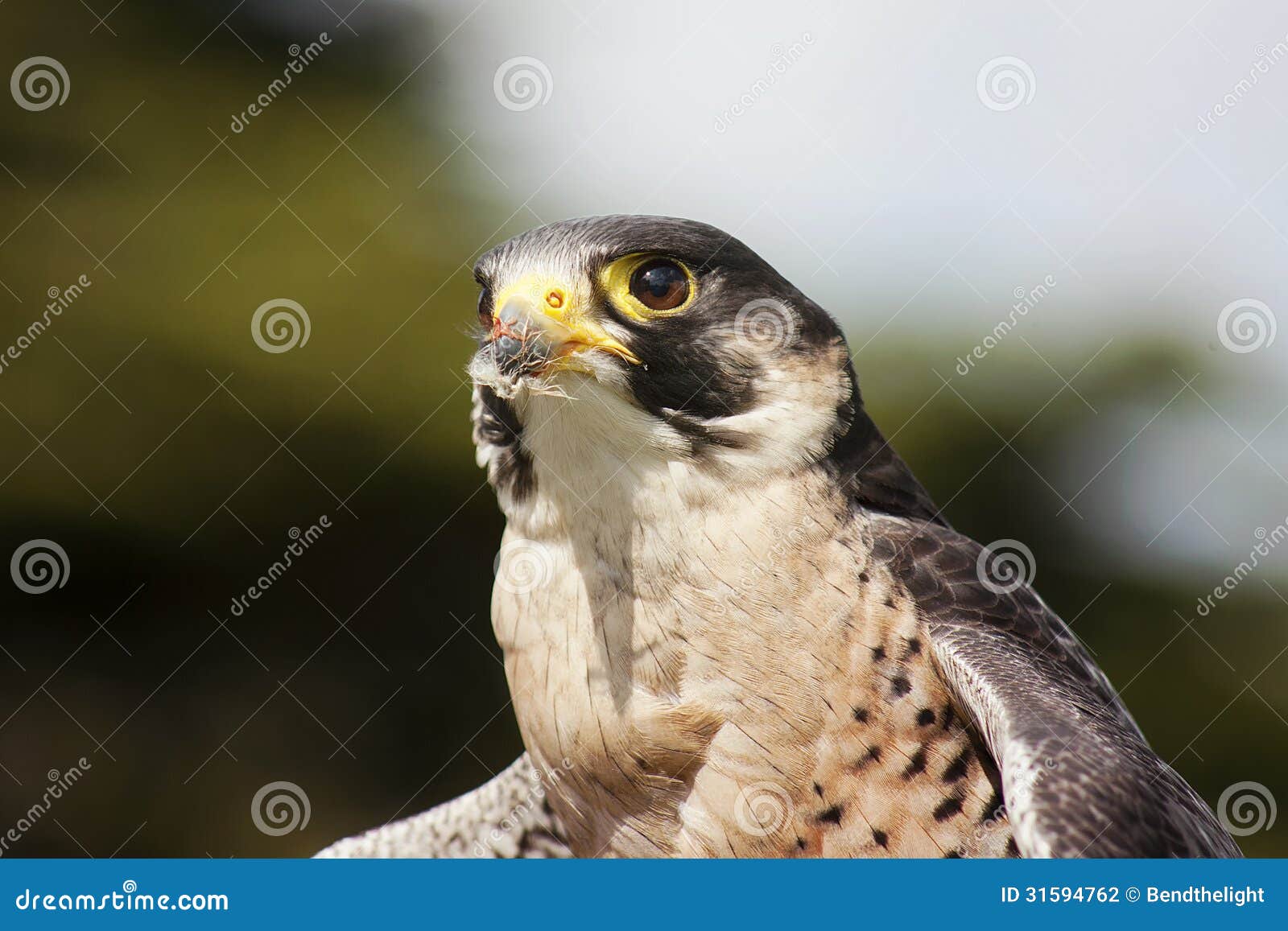 Peregrine Falcon stock photo. Image of eyes, wing, flight - 31594762