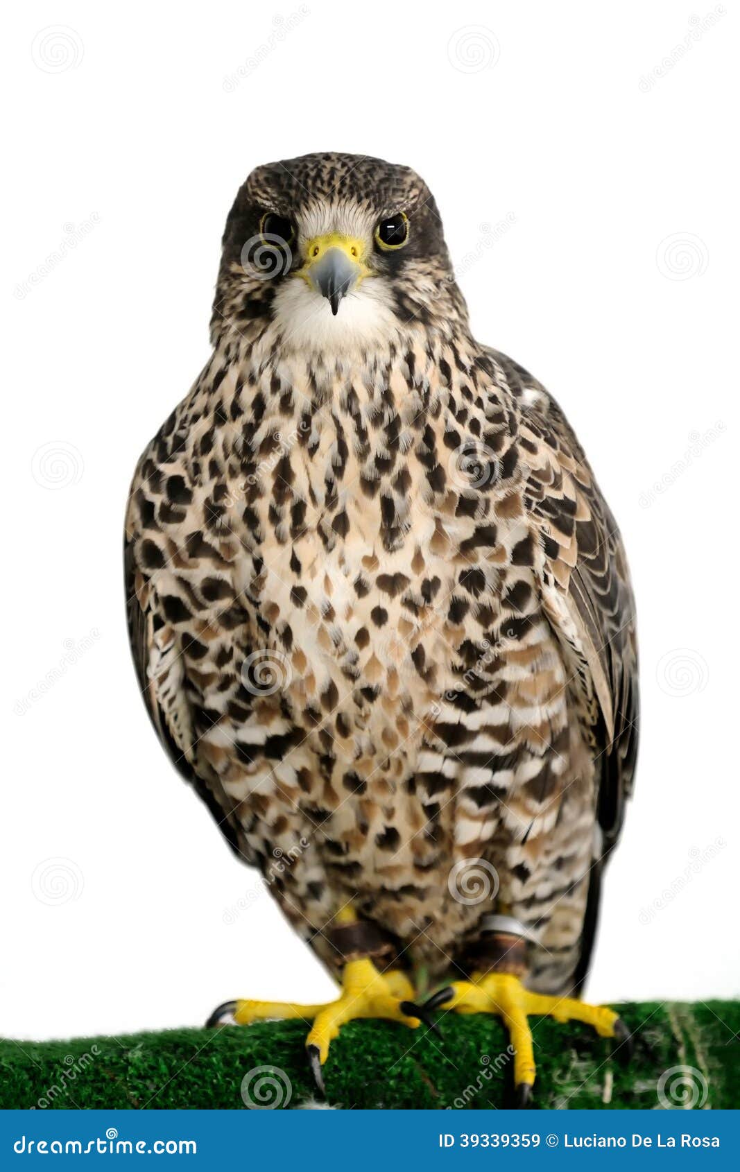 163 Falcon Poses Photos - Free & Royalty-Free Stock Photos from Dreamstime