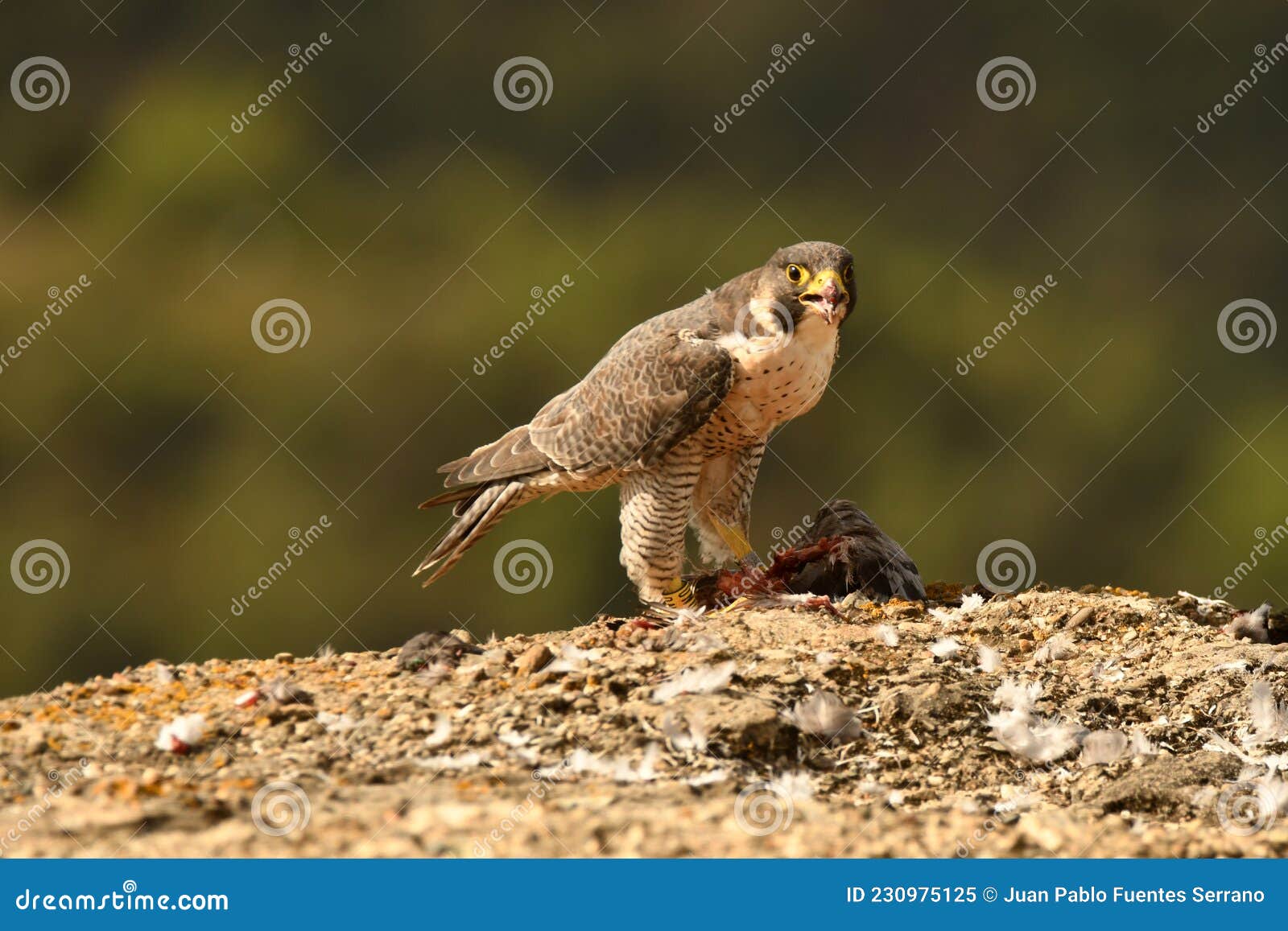 Peregrine Falcon Poses in the Field with a Prey Stock Image - Image of branch, black: 230975125