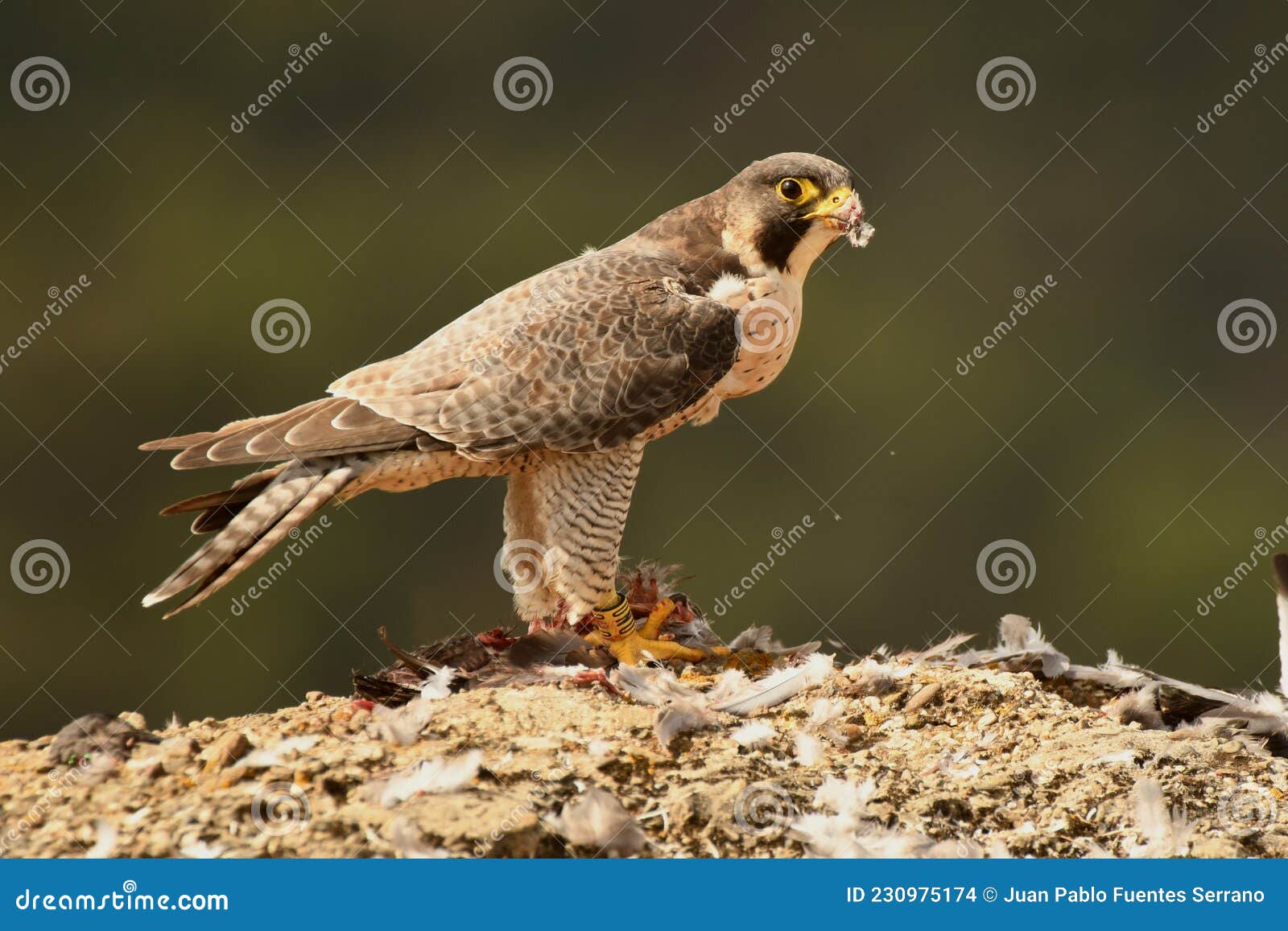 Peregrine Falcon Poses in the Field with a Prey Stock Photo - Image of ...