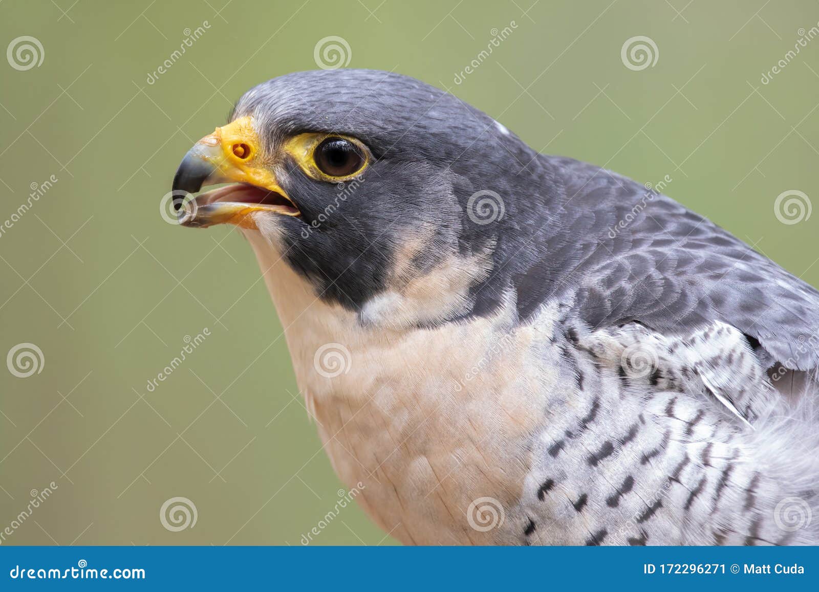 A peregrine falcon potrait stock image. Image of talons - 172296271