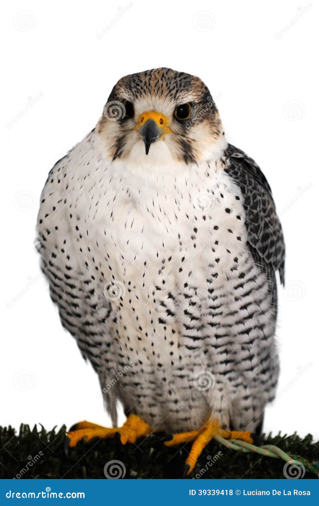 Peregrine Falcon Presenta Para La Cámara Foto de archivo - Imagen de ...