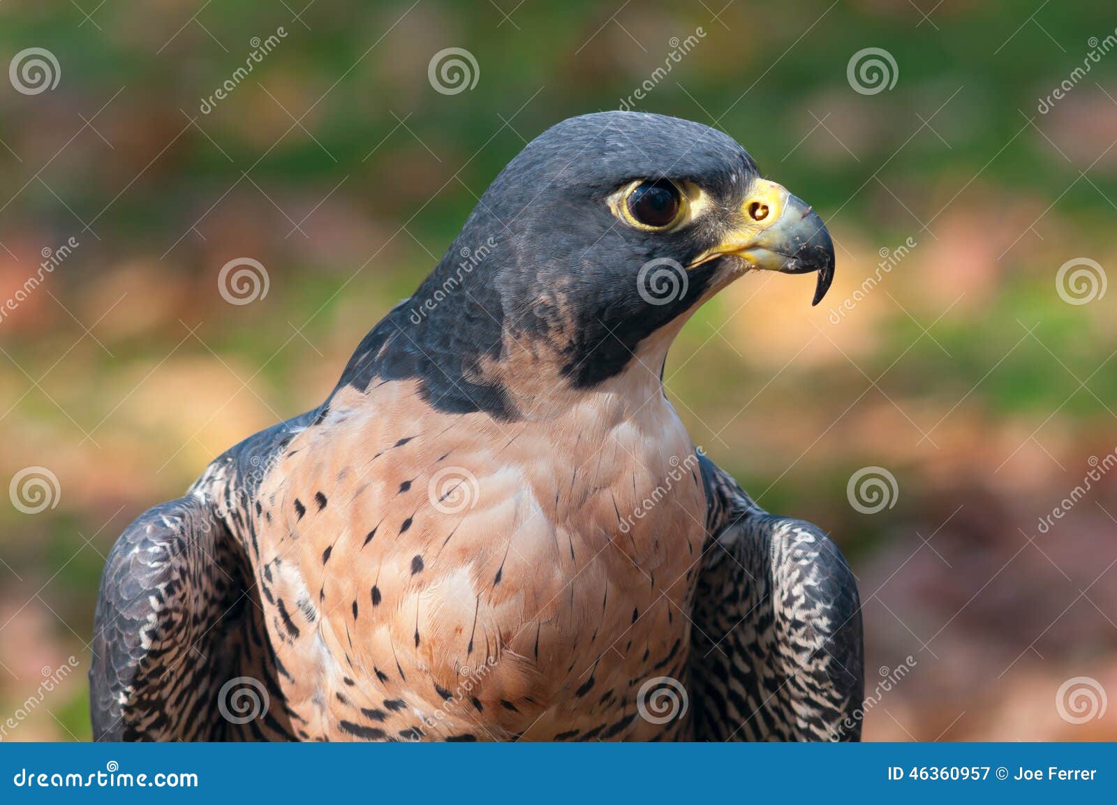Peregrine Falcon Profile immagine stock. Immagine di falconeria - 46360957