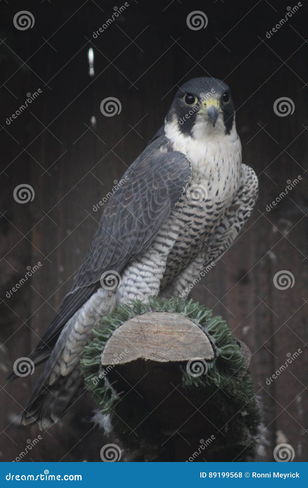 Peregrine Falcon stock photo. Image of green, eyes, peregrine - 89199568