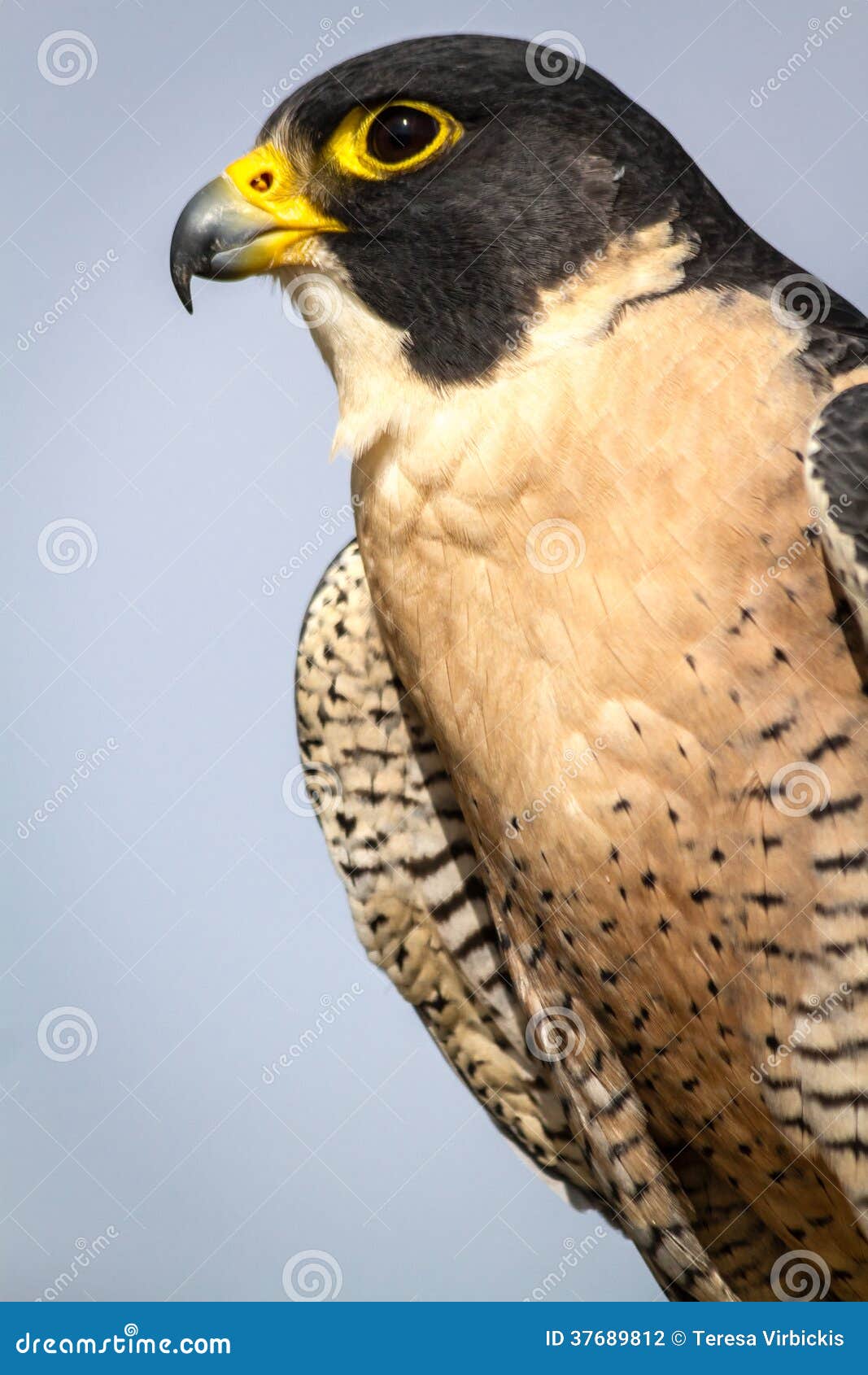 Peregrine Falcon stock photo. Image of natural, avian - 37689812