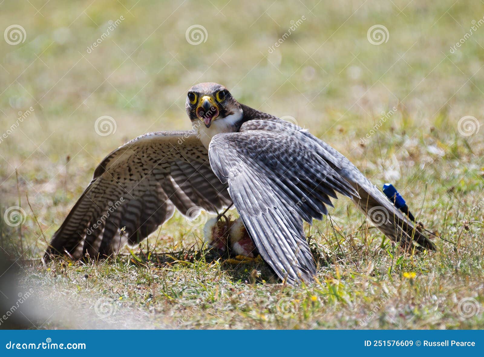 Peregrine Falcon Protecting Stock Image - Image of peregrine, lesser ...