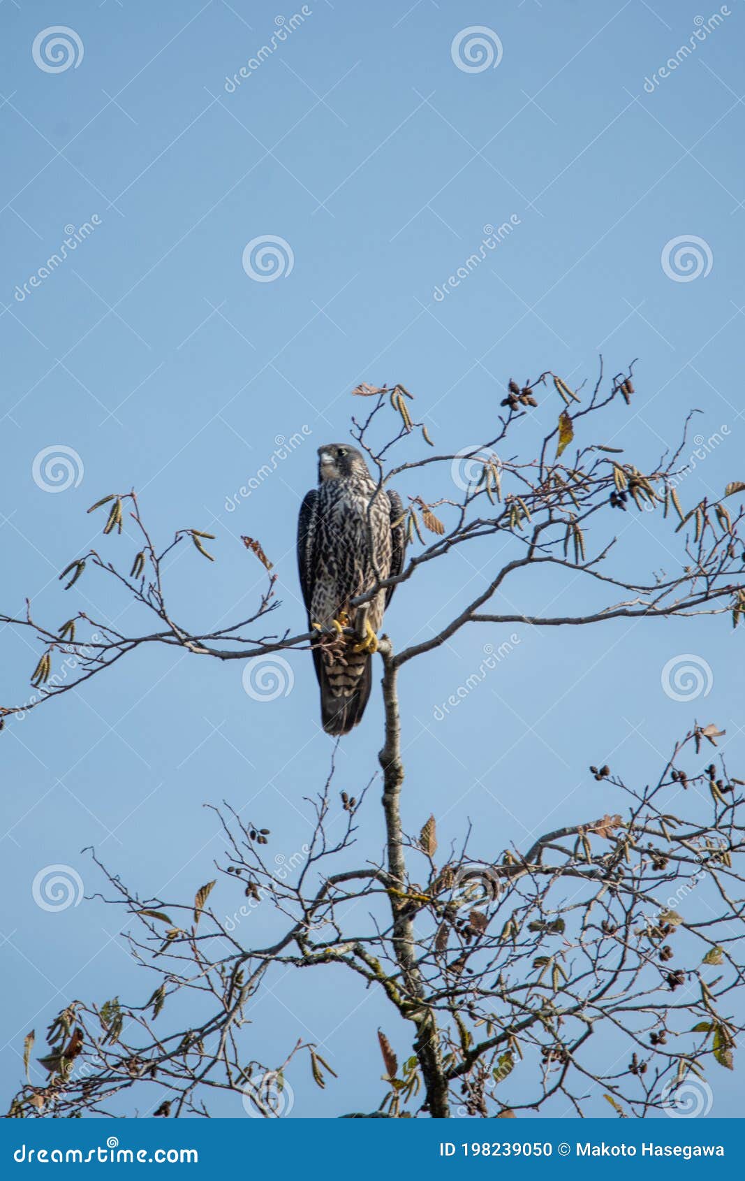 A Peregrine Falcon Resting on a Tree. Stock Photo - Image of beak ...