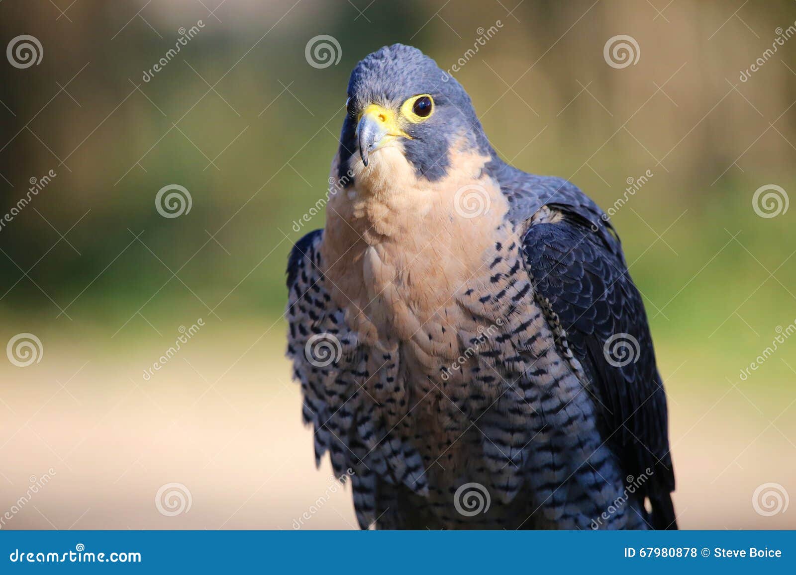 Peregrine Falcon Side Profile Stock Photo - Image of raptor, hunter ...