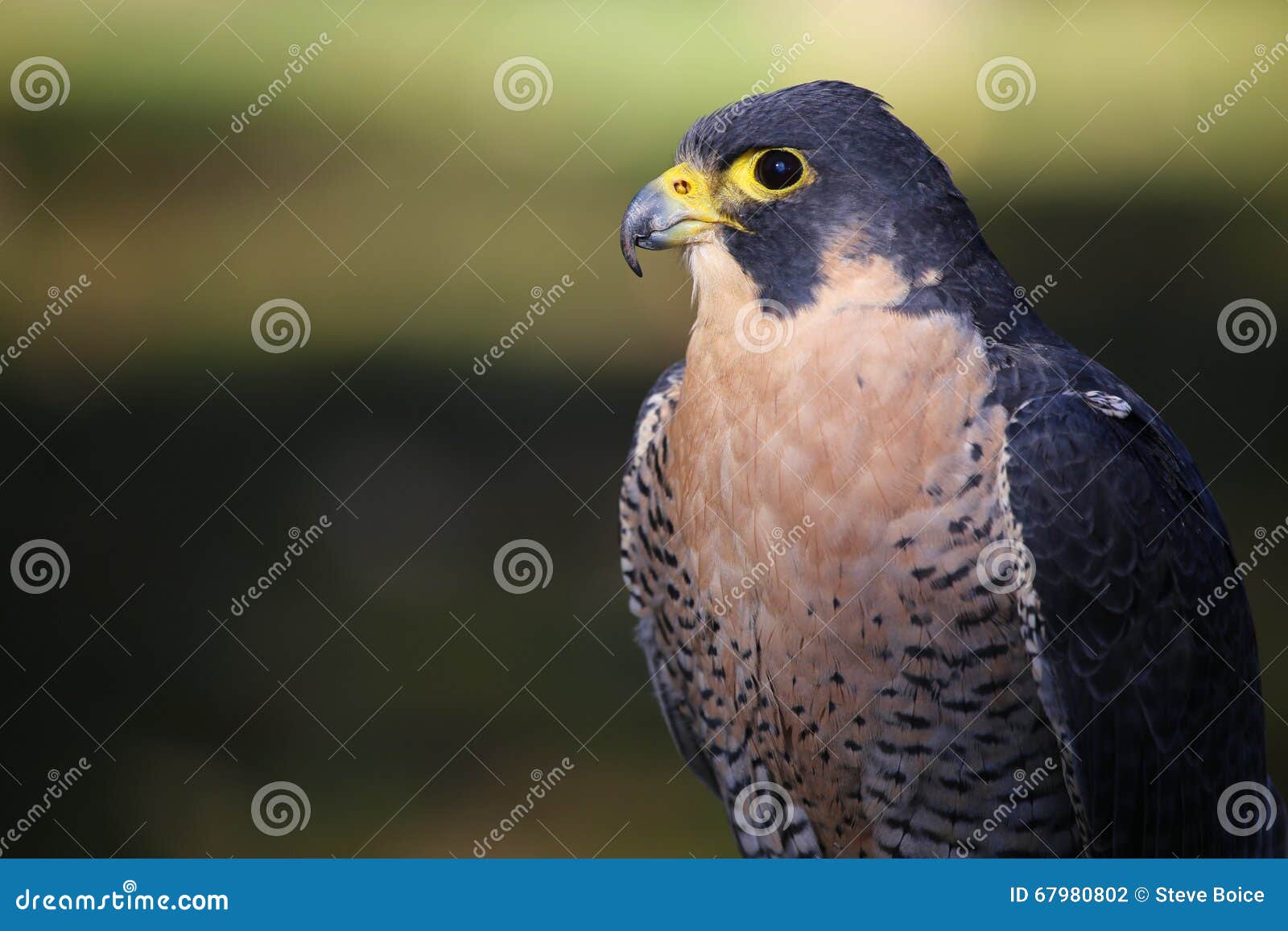 Peregrine Falcon Side Profile Stock Photo - Image of prey, yellow: 67980802