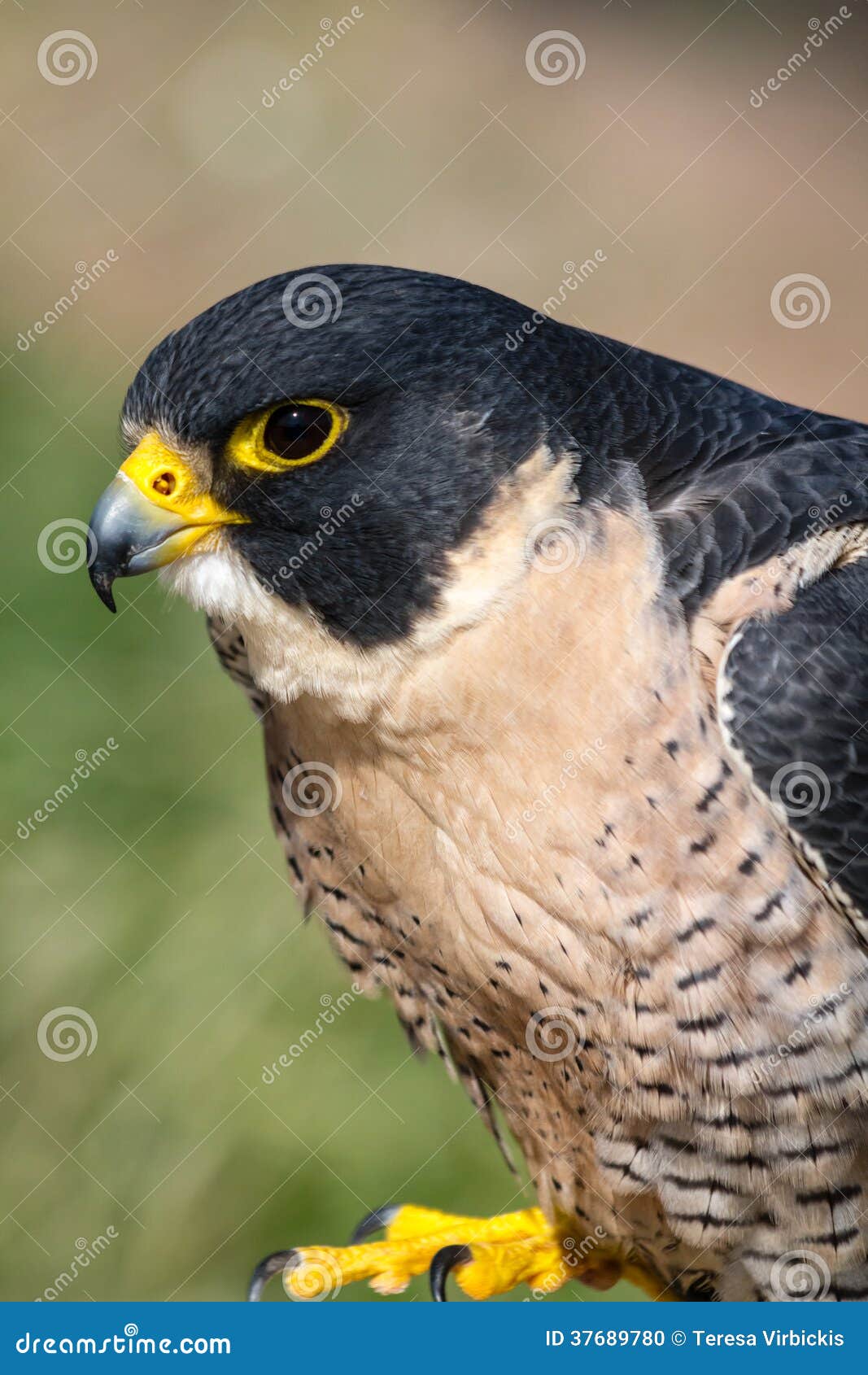 Peregrine Falcon stock photo. Image of alert, eyes, outside - 37689780