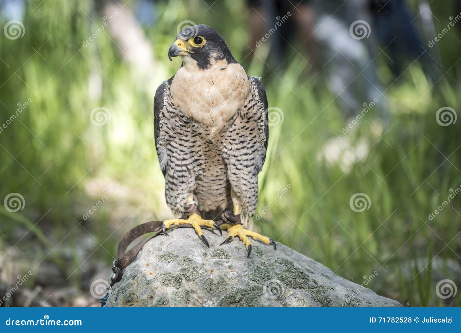 Peregrine Falcon stock photo. Image of wild, talons, nature - 71782528