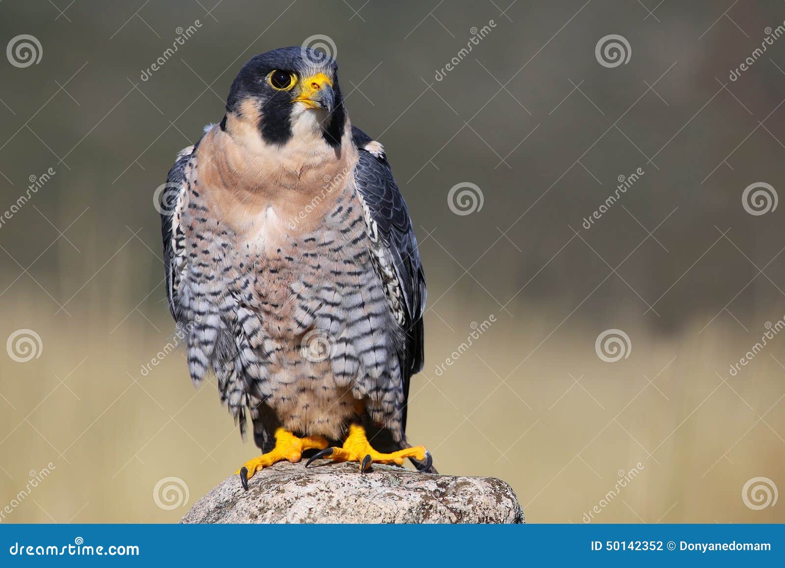 Peregrine Falcon Sitting on a Rock Stock Photo - Image of predator ...