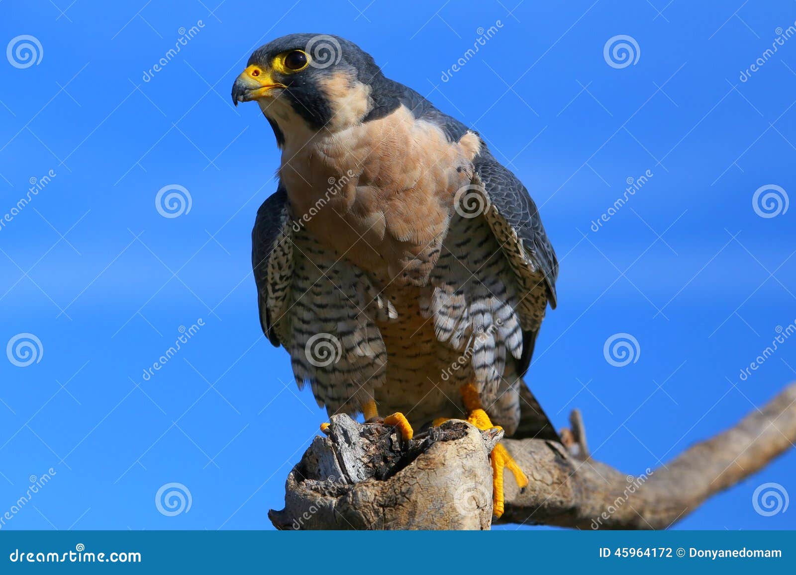 Peregrine Falcon Sitting on a Stick Stock Photo - Image of outdoors ...