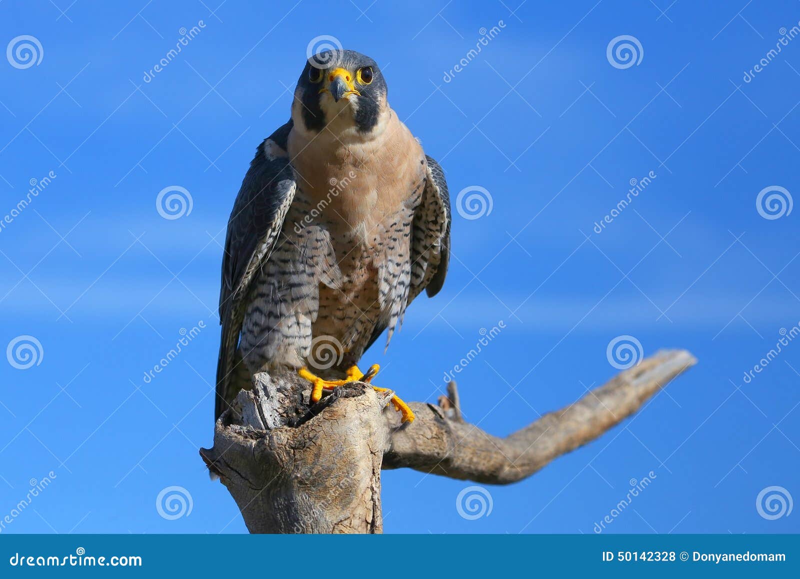 Peregrine Falcon Sitting on a Stick Stock Photo - Image of prey ...