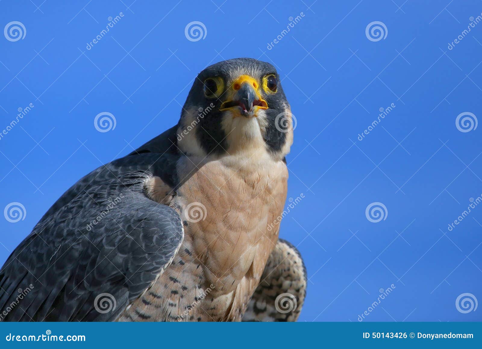 Peregrine Falcon Sitting on a Stick Stock Photo - Image of sitting ...
