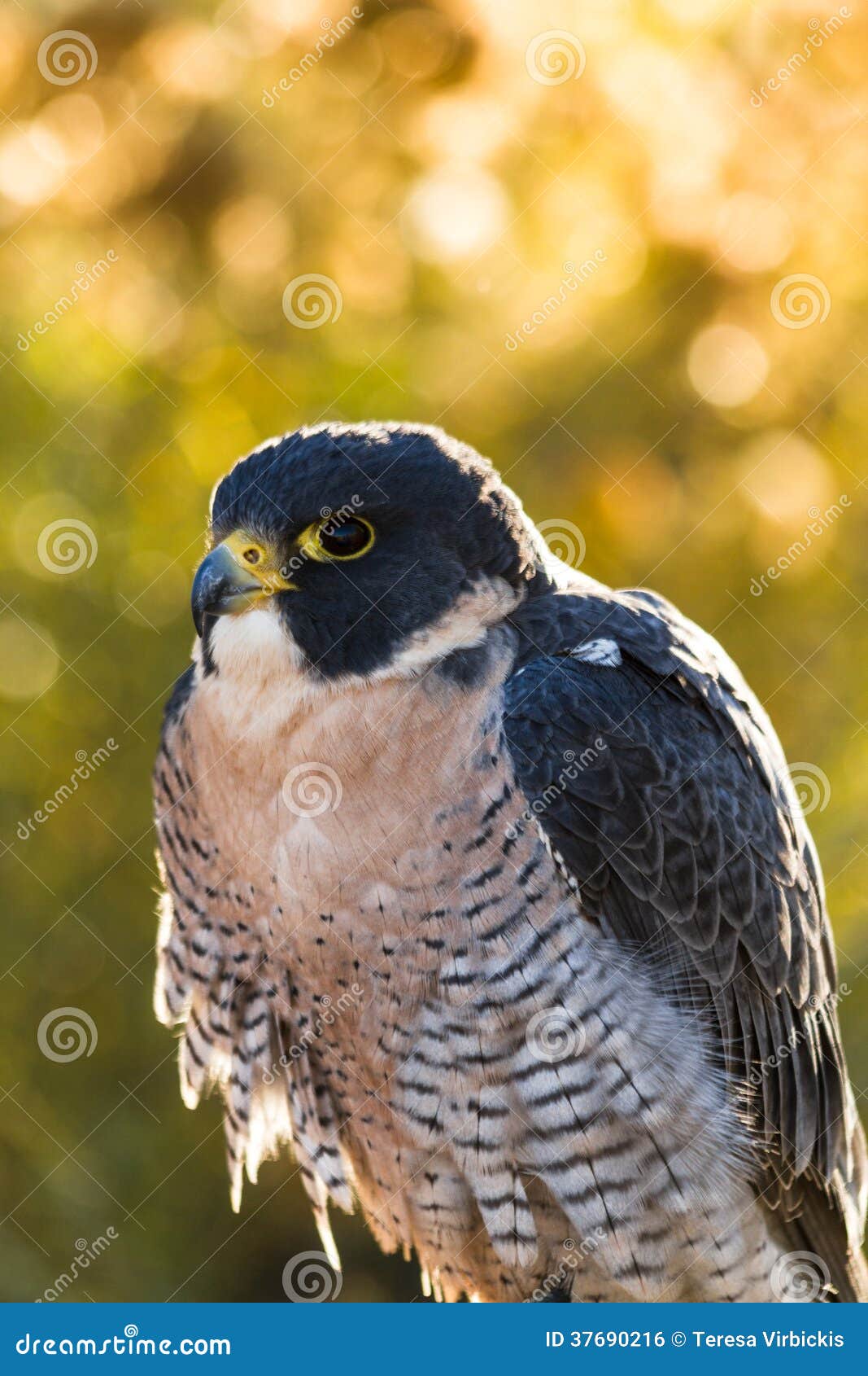 Peregrine Falcon stock photo. Image of plumage, closeup - 37690216