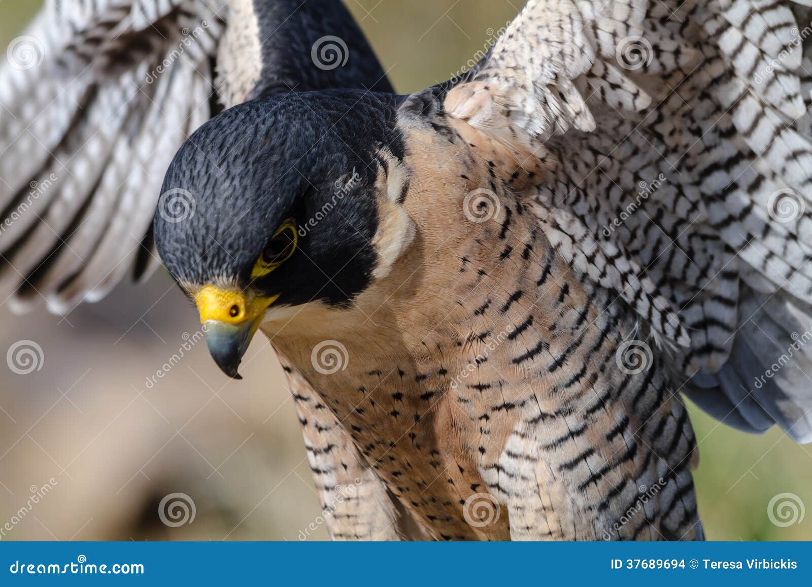 Peregrine Falcon stock photo. Image of natural, carnivore - 37689694