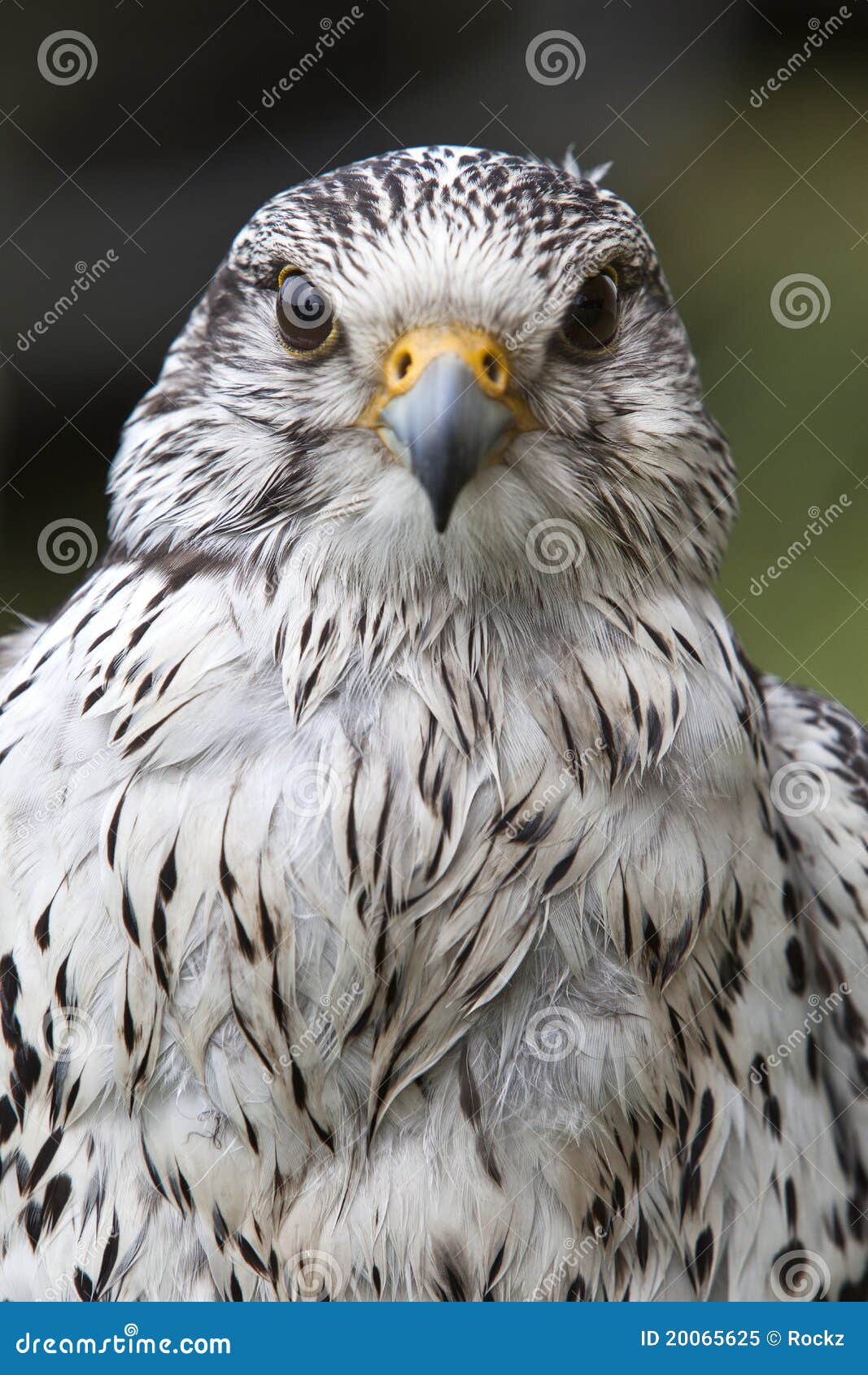 Peregrine falcon staring stock image. Image of portrait - 20065625