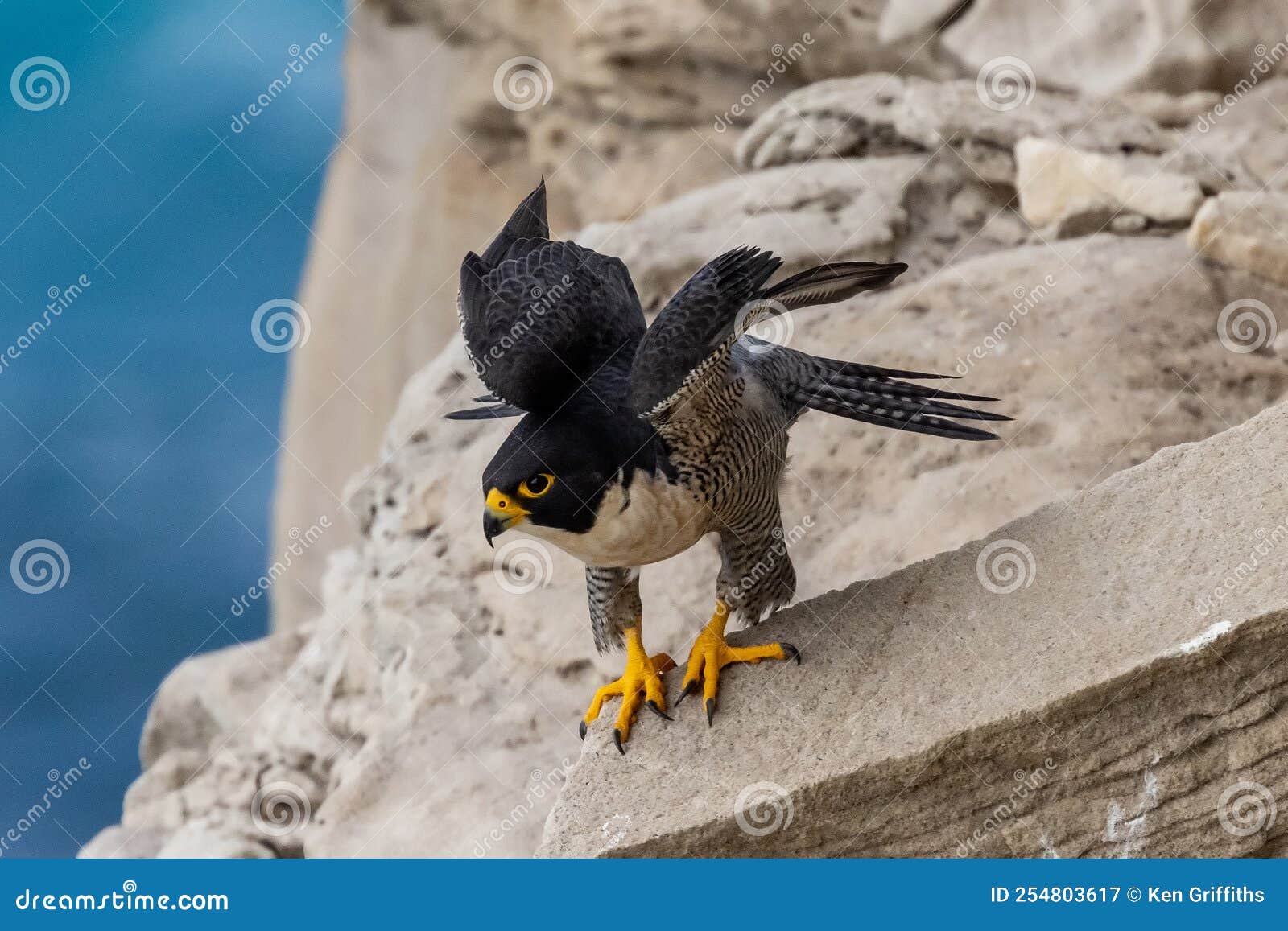 Peregrine falcon stock image. Image of australia, stretching - 254803617
