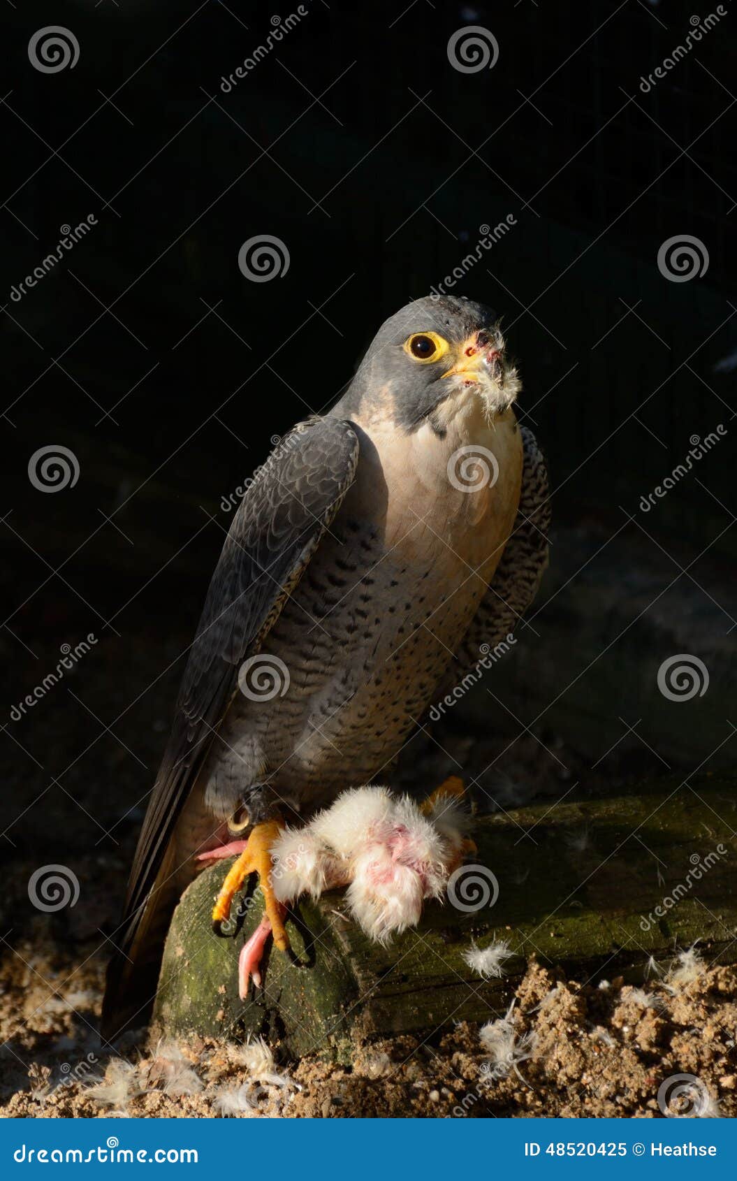 Peregrine falcon stock image. Image of raptor, wild, spectacular - 48520425