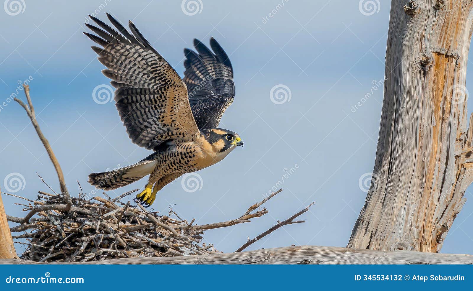 Peregrine Falcon Taking Flight from Its Nest Stock Photo - Image of ...