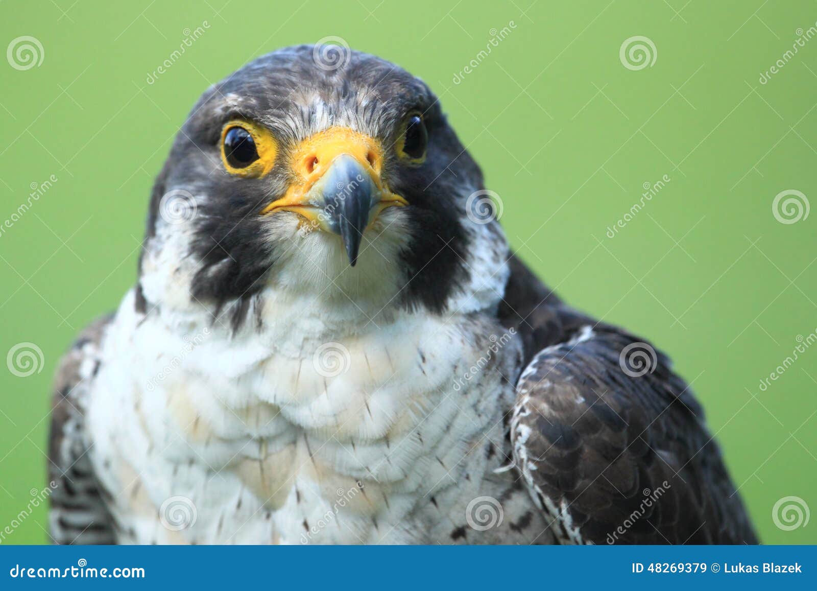 Peregrine Falcon Stock Photo - Image: 48269379