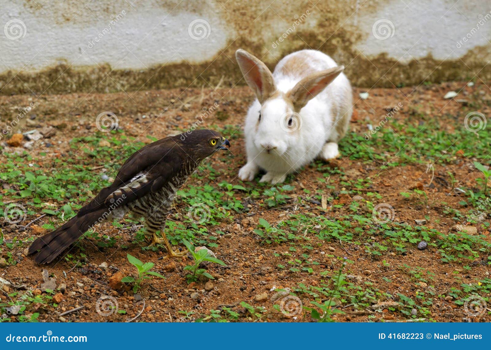 Peregrine Falcon and White Rabbit Stock Image - Image of raptor ...