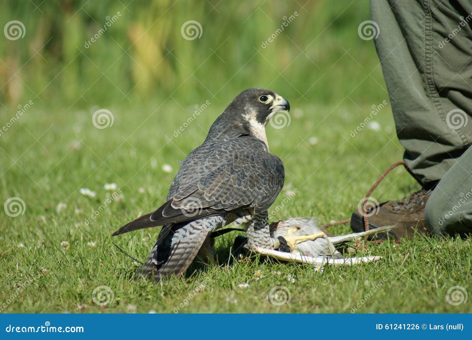 Peregrine Falcons with the Prey Stock Photo - Image of falco, hunting ...