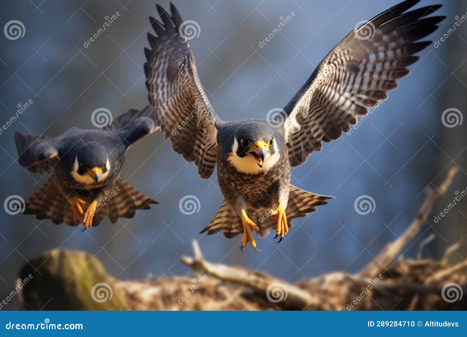 Peregrine Falcons Sharp Beak Snapping at Prey Mid-flight Stock Photo ...