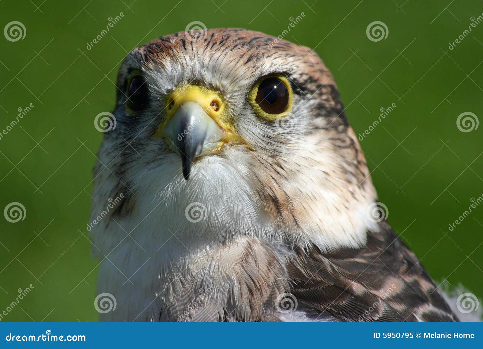 Peregrine Hawk stock image. Image of swift, wild, wildlife - 5950795