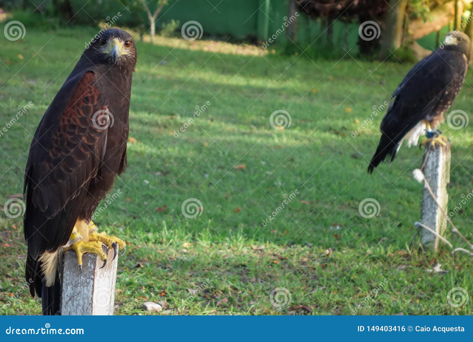 Peregrine Hawk in Captivity Posing for Camera Stock Photo - Image of ...