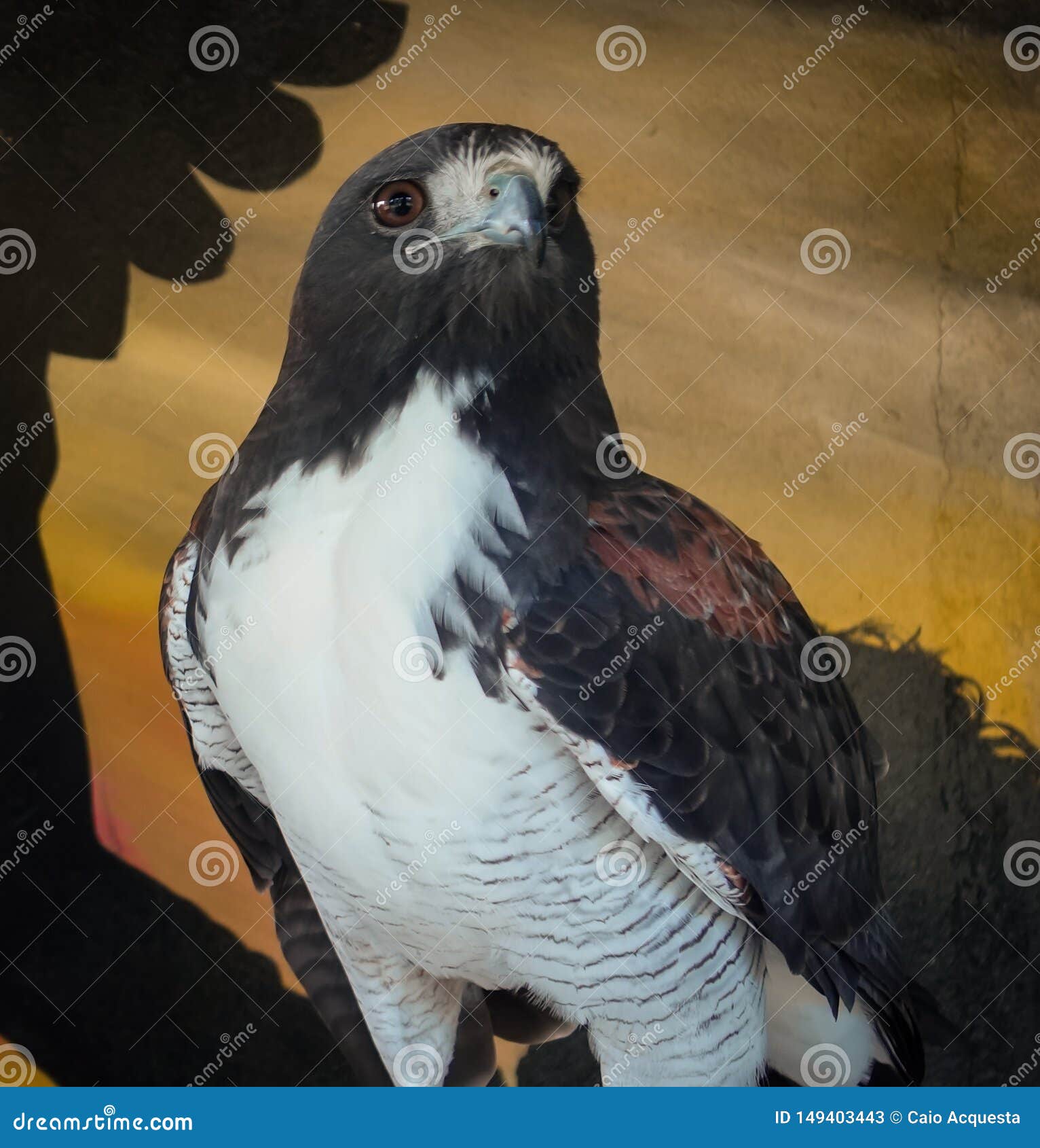 Peregrine Hawk in Captivity Posing for Camera Stock Image - Image of ...