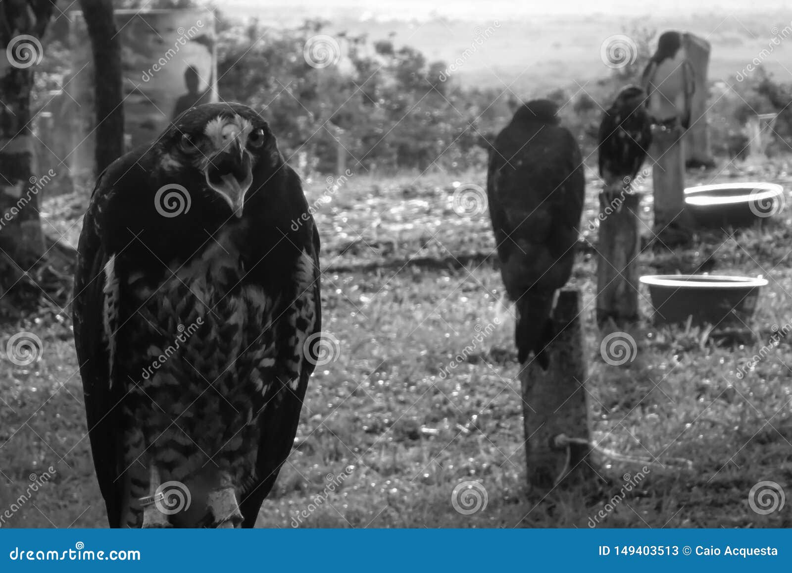 Peregrine Hawk in Captivity Posing for Camera Stock Image - Image of ...