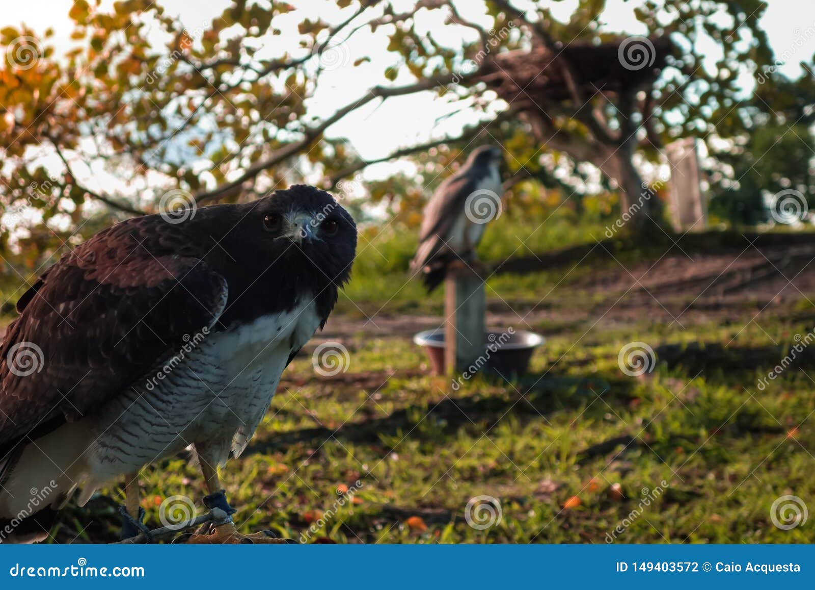 Peregrine Hawk in Captivity Posing for Camera Stock Photo - Image of ...
