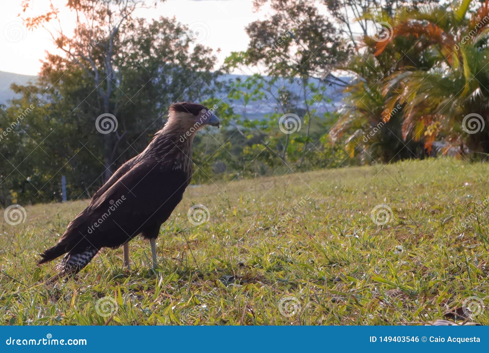 Peregrine Hawk Posing for Camera Stock Photo - Image of captivity, beak ...