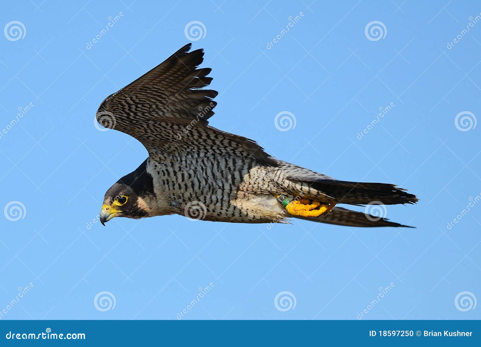 Peregrine Valk stock foto. Image of vogel, roofdier, dier - 18597250