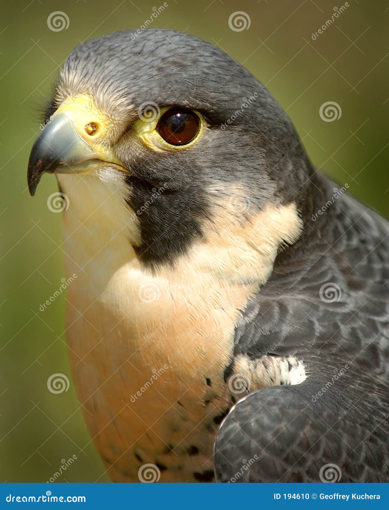 Peregrine Valk stock foto. Image of intens, hoofd, roofvogel - 194610