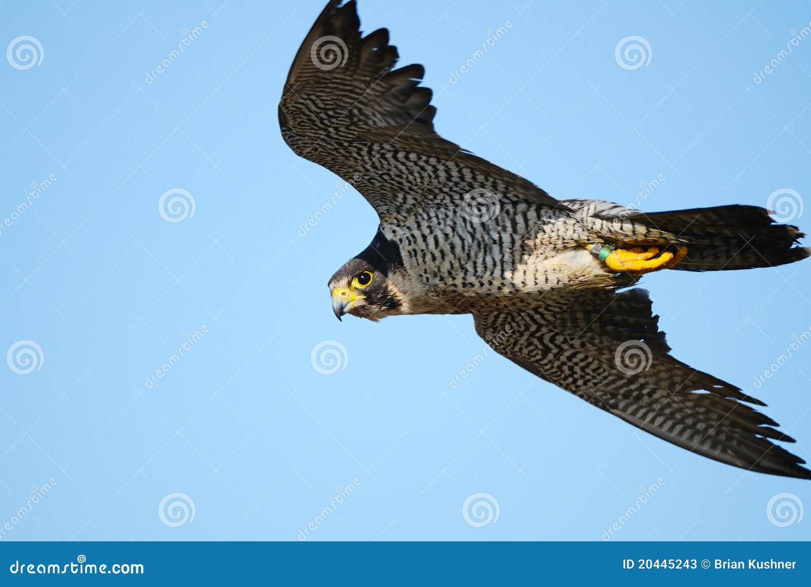 Peregrine Valk stock afbeelding. Image of vliegen, roofdier - 20445243