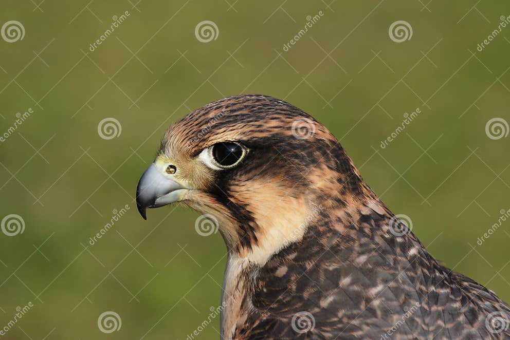 Peregrine Valk stock afbeelding. Image of gevederte, valk - 6976827