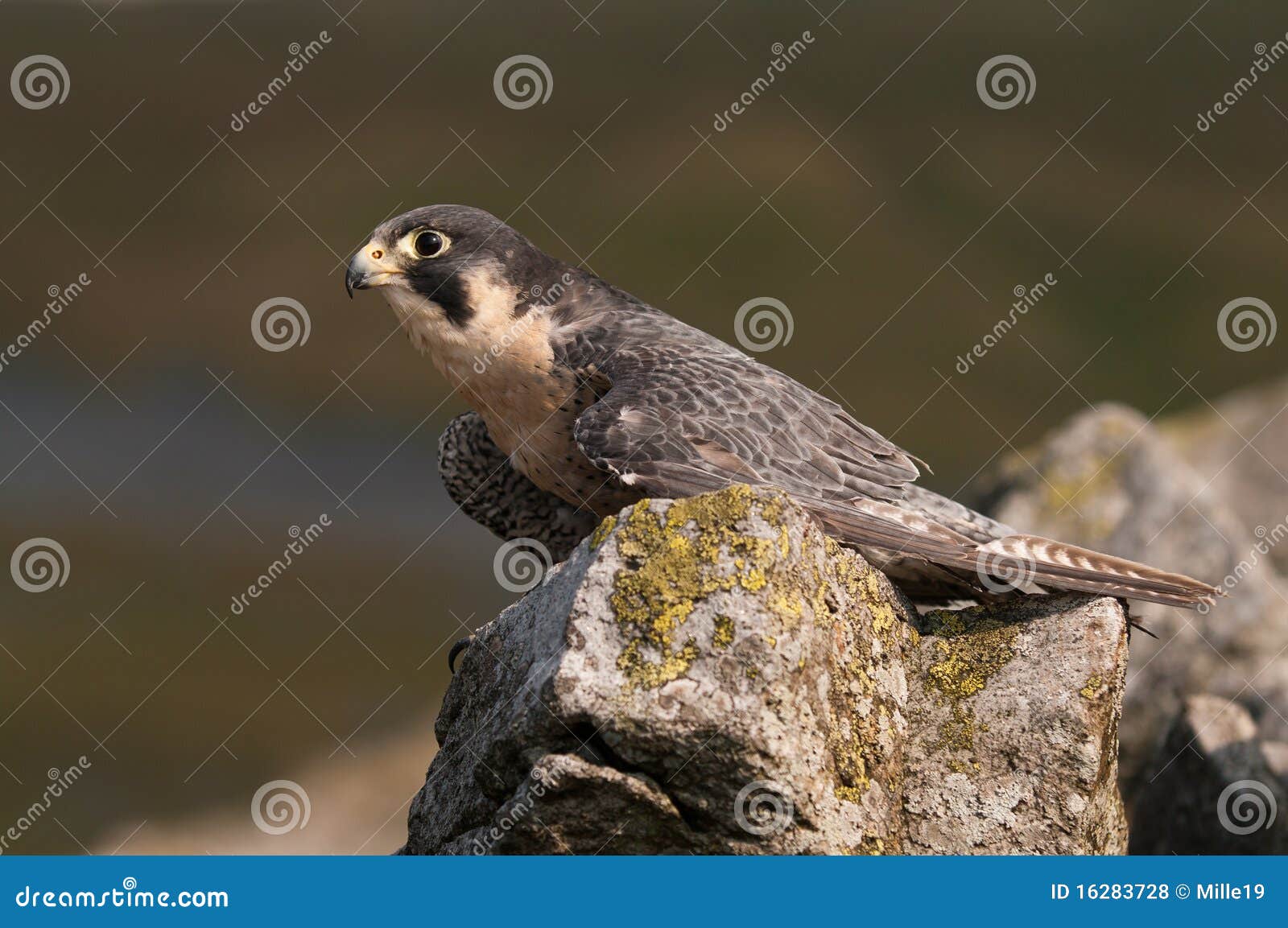 Peregrine Valk (Falco Peregrinus) Stock Foto - Image of soorten, vogel ...