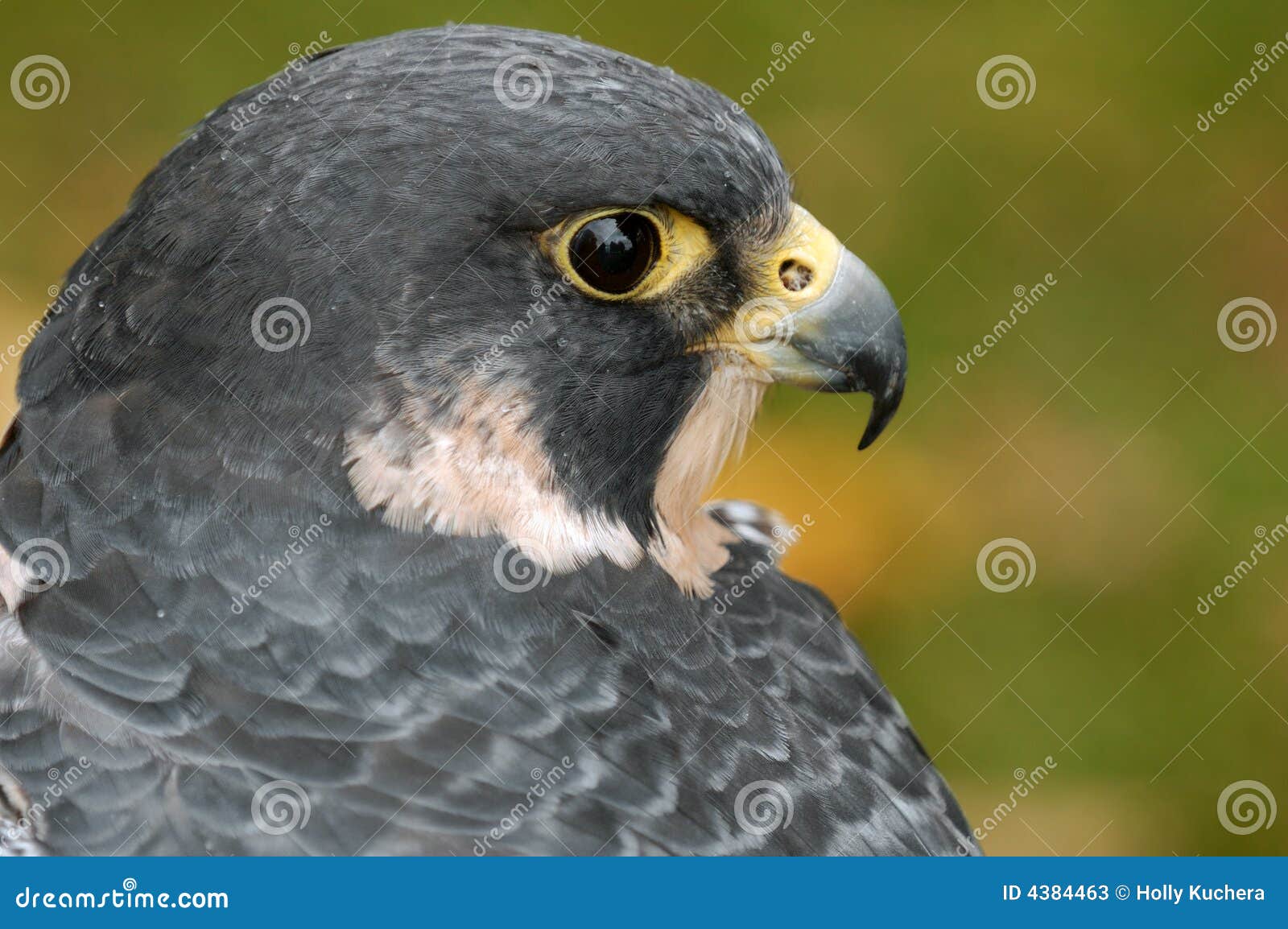 Peregrine Valk (falco Peregrinus) Stock Afbeelding - Image of roofvogel ...