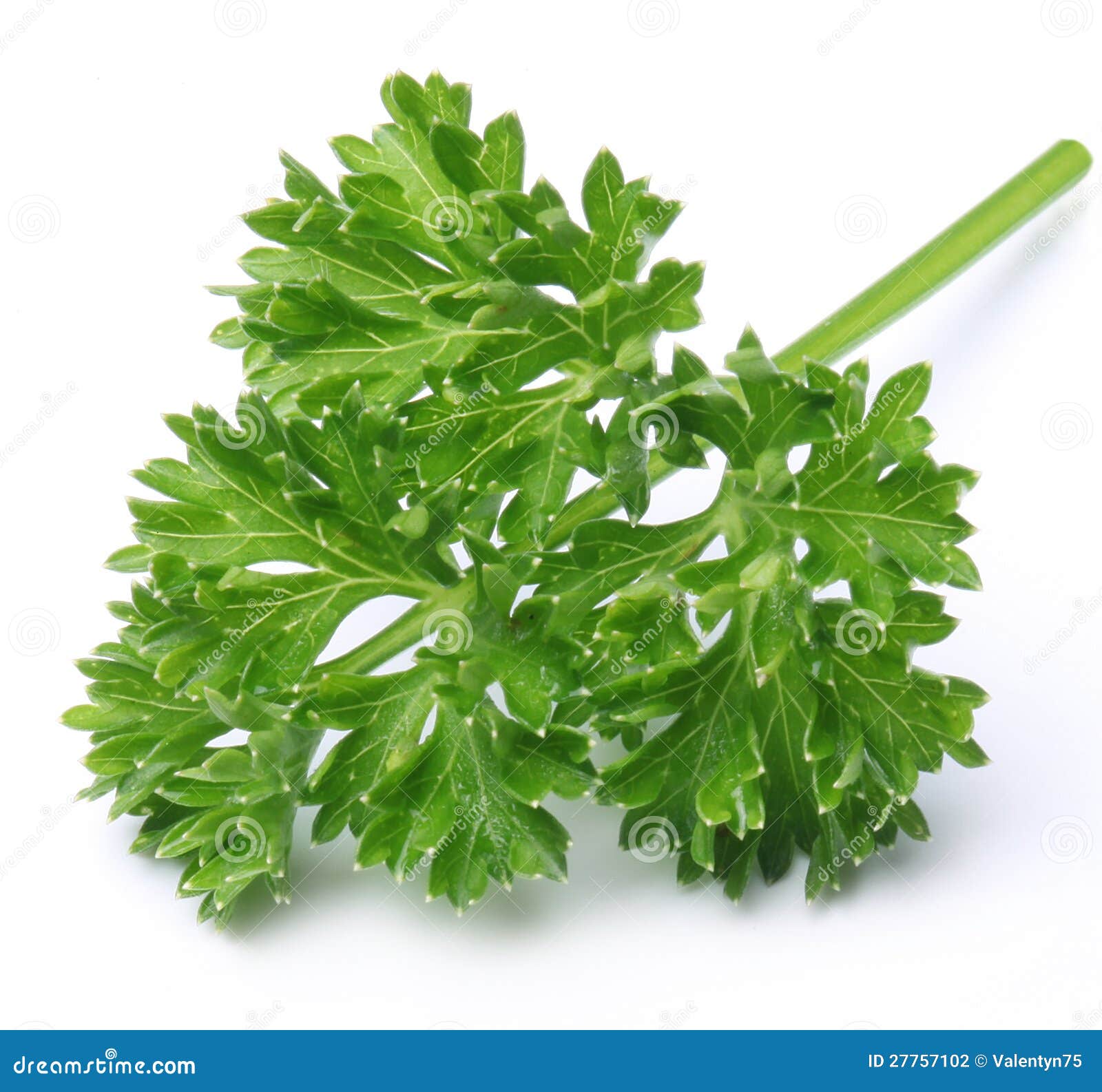 Perejil. foto de archivo. Imagen de hierba, condimento - 27757102