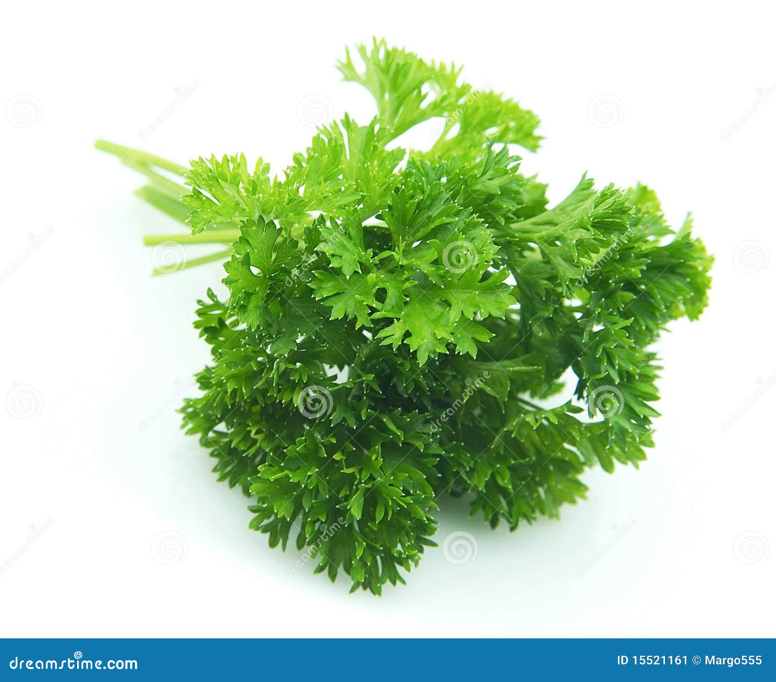 Perejil rizado imagen de archivo. Imagen de rizado, crudo - 15521161