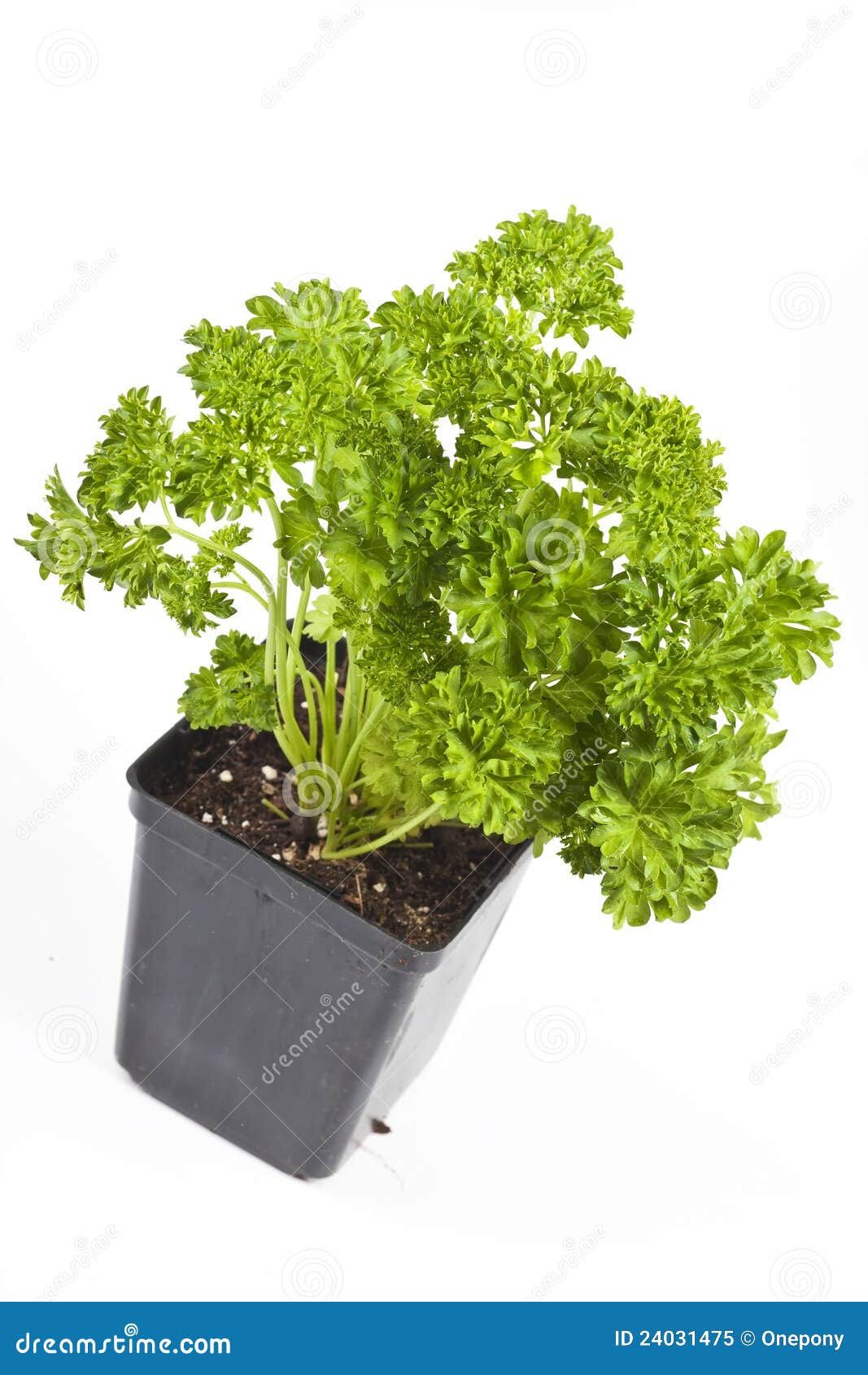 Perejil rizado de la hoja imagen de archivo. Imagen de crezca - 24031475