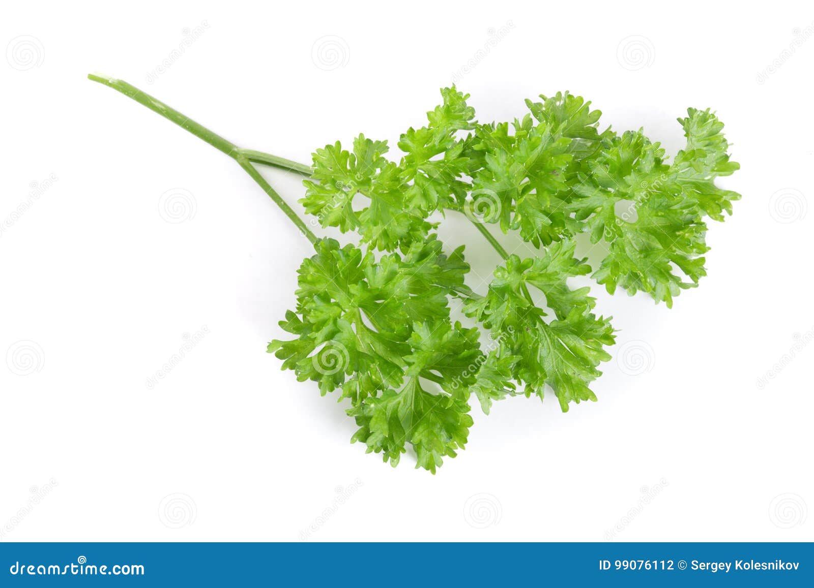 Perejil Rizado En Un Fondo Blanco Foto de archivo - Imagen de travieso ...