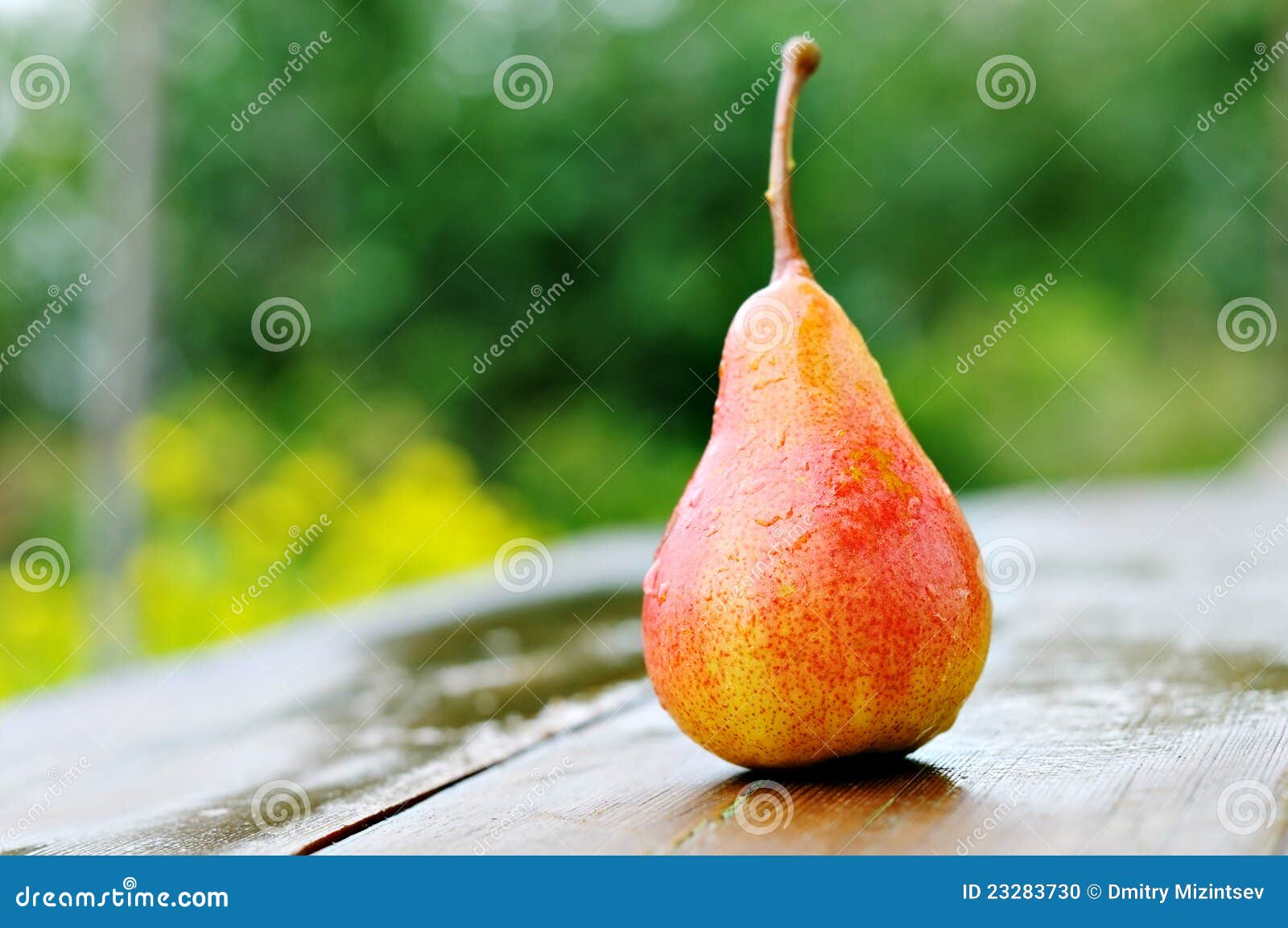Peren stock foto. Image of zomer, gezond, organisch, zoet - 23283730
